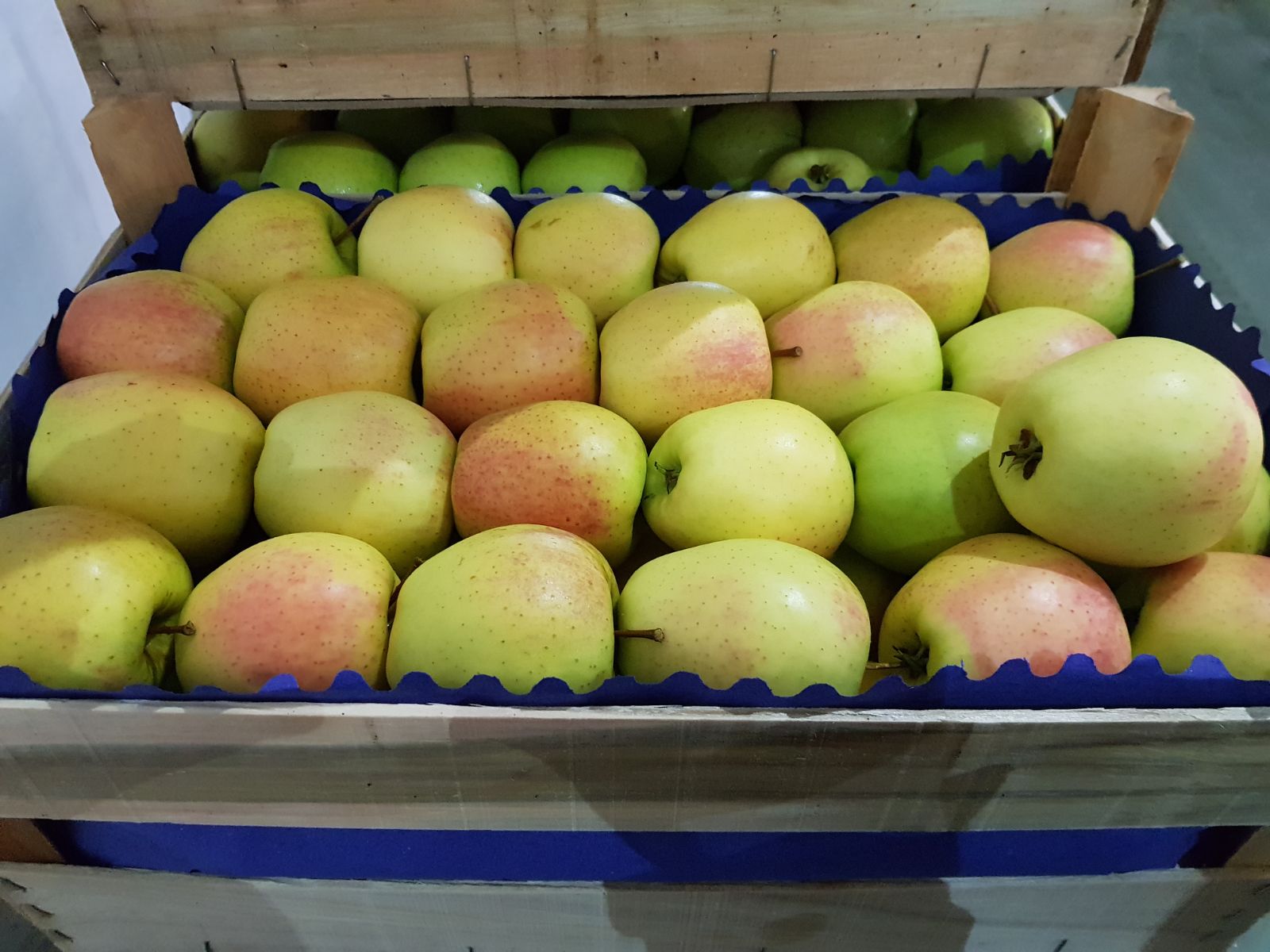 Nuestros productos – UNIFRESH