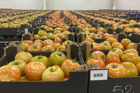 Nuestros productos – UNIFRESH